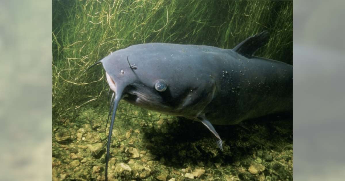 Wow Warga Pungpungan Pelihara Lele Jumbo Panjang 1 Meter dan Berat 9 Kg ...