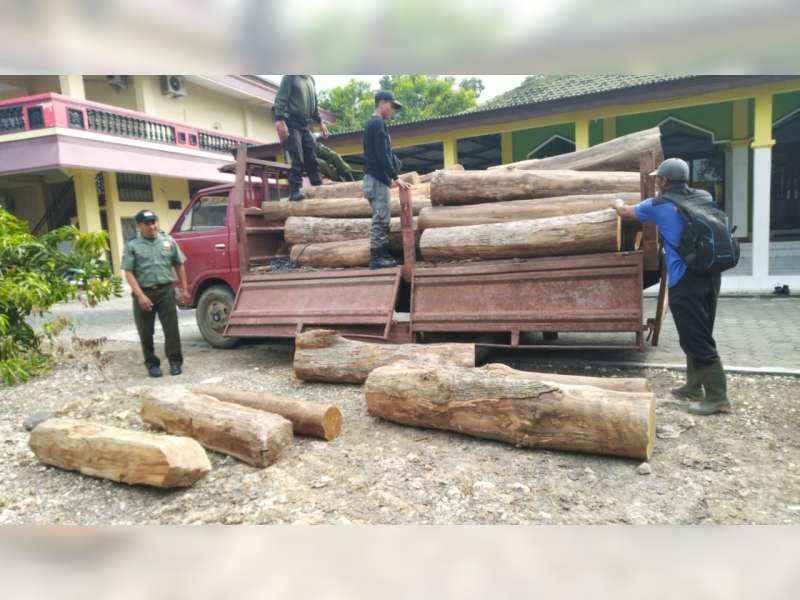 Perhutani Bersama Polres Blora Amankan 45 Batang Kayu Jati, Diduga ... Perhutani Bersama Polres Blora Amankan 45 Batang Kayu Jati, Diduga ...