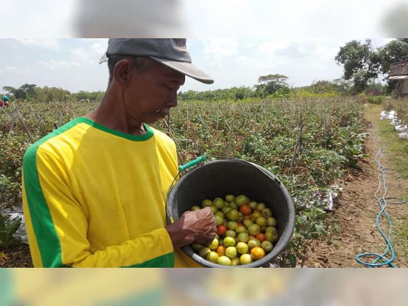Musim Panen, Harga Jual Tomat di Tingkat Petani di Bojonegoro Tinggal ... Musim Panen, Harga Jual Tomat di Tingkat Petani di Bojonegoro Tinggal ...