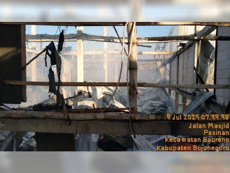 Kandang Berisi 25 Ribu Ayam di Baureno, Bojonegoro Terbakar, Kerugian Capai Rp 1,6 Miliar ...