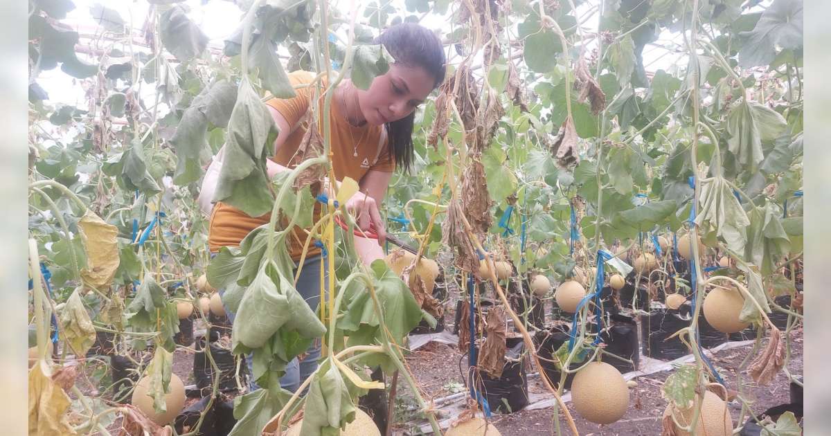 Menengok Potensi Budidaya Melon Menggunakan Greenhouse di Bojonegoro ...