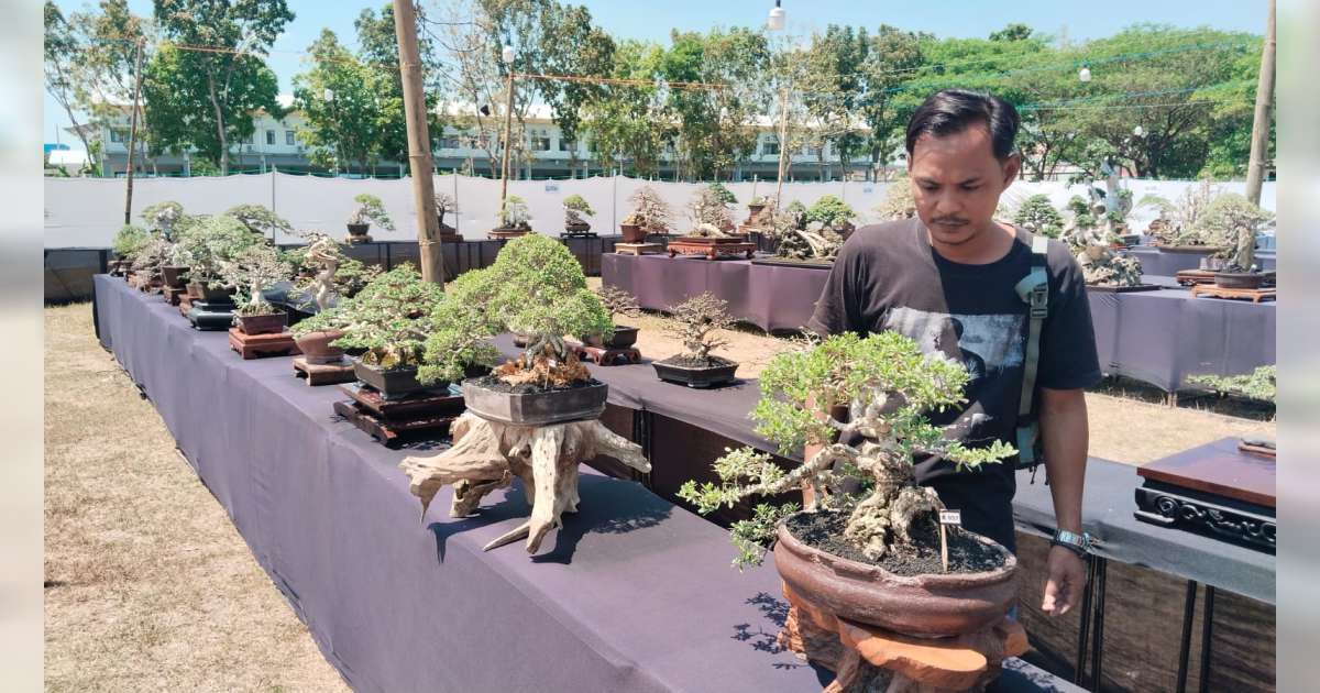 Berbagai Jenis Bonsai Unik Hiasi Pameran dan Kontes ‘Piala Alugoro Cup ...
