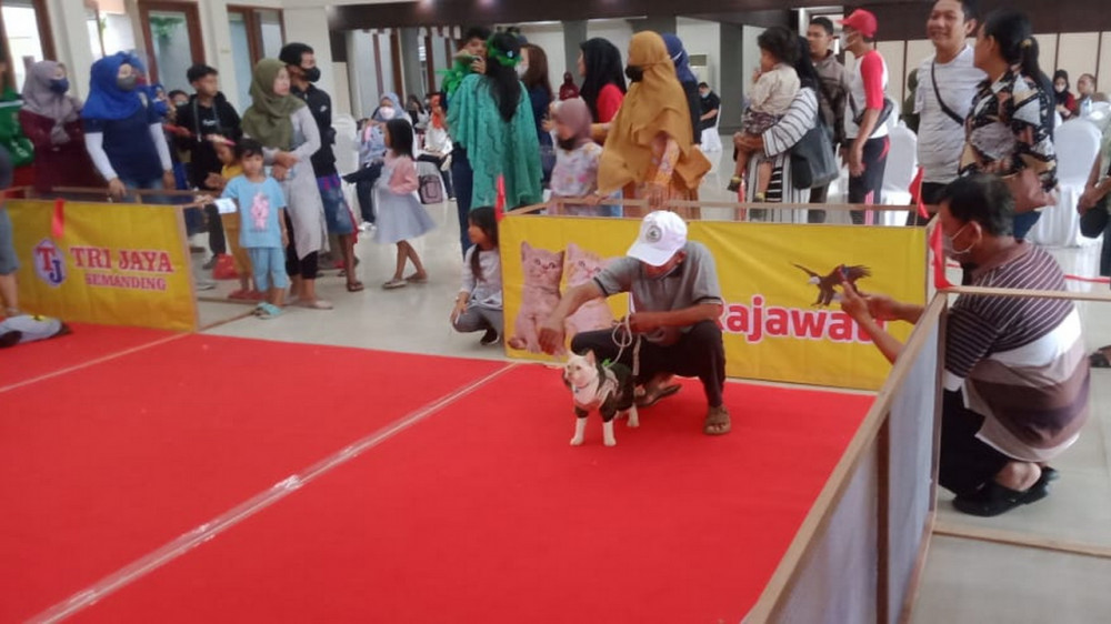 Meriahkan HUT Kemerdekaan RI, Berbagai Jenis Kucing di Tuban Ikuti ...