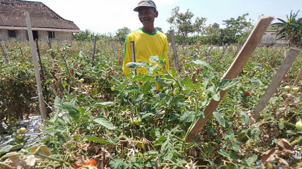 Musim Panen, Harga Jual Tomat di Tingkat Petani di Bojonegoro Tinggal ... Musim Panen, Harga Jual Tomat di Tingkat Petani di Bojonegoro Tinggal ...